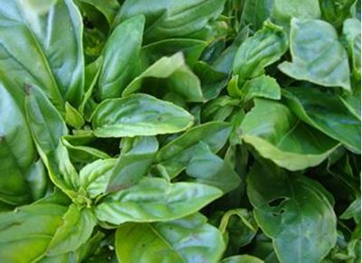Basil - Bunch : The Fruits of Life